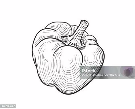 큰 피망 의 선형 손 그림 흰색 배경에 벡터 그림 Eps 10 미니멀리스트 리얼한 스타일의 흑백 그래픽 건강한 식생활에 대한 스톡 벡터 아트 및 기타 이미지 Istock