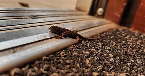 Lizard Album On Imgur