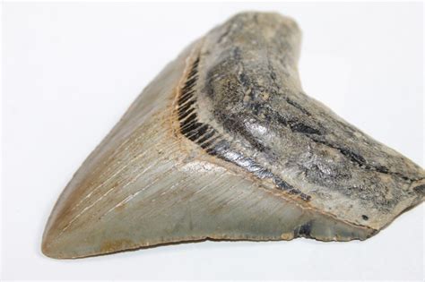 Megalodon Fossil Giant Shark Natural No Repair 388 Huge Commercail