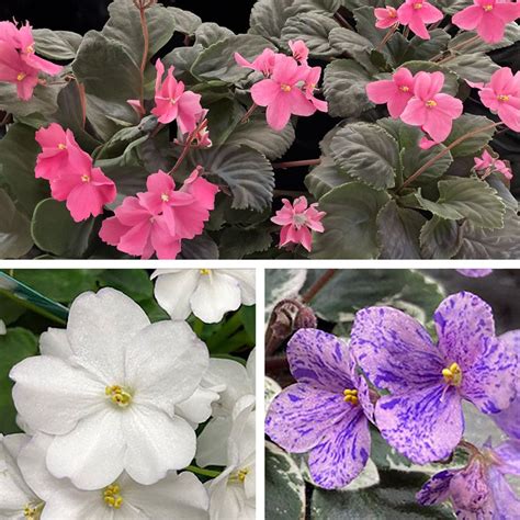 Little Gems African Violet Seeds Park Seed