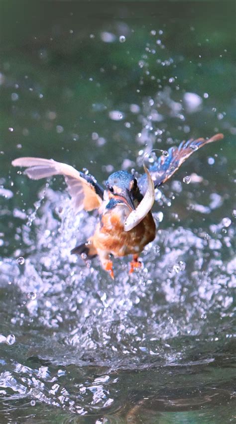 カワセミⅠ 関西色とりどり