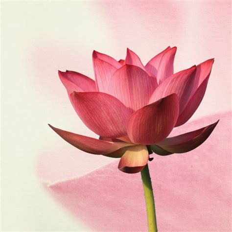 Early Reader Program Preview And Shape Sattvic Books