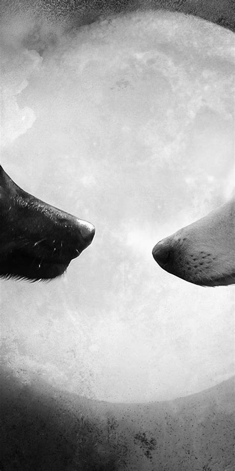 Завантажити шпалери на робочий стіл ПК Вовки Місяць Вовк Тварина безкоштовно 275032