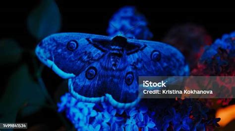 Mariposa Nocturna Europea Saturnia Pyri Polilla Gigante Del Pavo Real