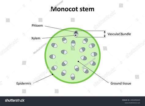 Internal Structure Monocot Stem Diagram Stock Vector Royalty Free