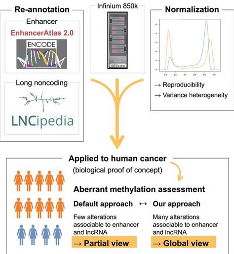 Improving Infinium Methylationepic Data Processing Re Annotation Of Enhancers And Long