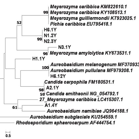 Phylogenetic Tree Of Actinomycetes Based On 16s Rrna Gene Sequences
