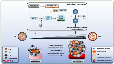 Epigenetic Regulation Of Autophagy A Key Modification In Cancer Cells