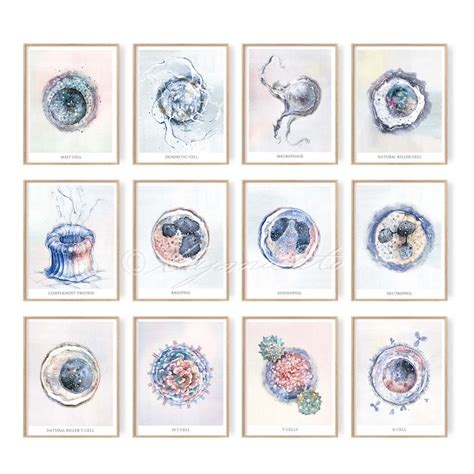 Immune System 12 Posters Set Immunology Innate Immunity Adaptive