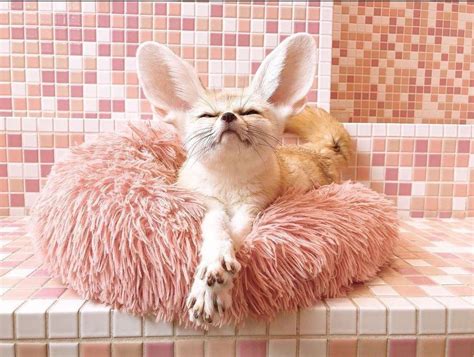 Fency R Dailyfennec