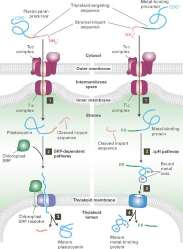 Mole Cell Lecture 3and4 Flashcards Quizlet
