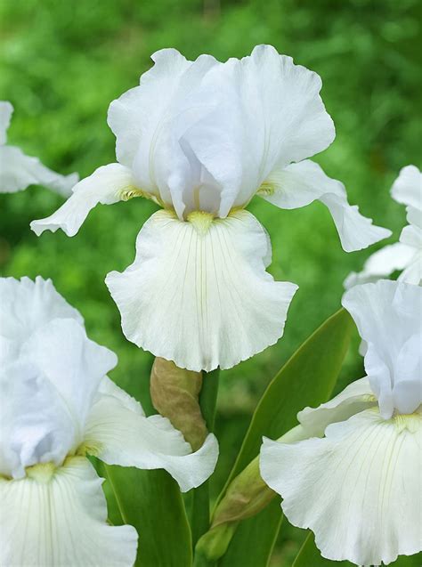 Hohe Bart Iris Bianca Iris Barbata Elatior Bianca Kaufen