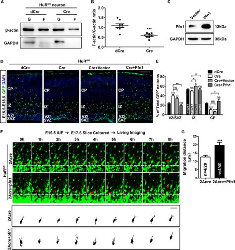 Profilin 1 Rescues The Neuronal Migration Defects Of Hur Deleted