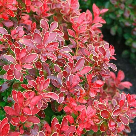 Барбарис Тунберга Адмирейшн (100 фото) - фото - картинки и рисунки ...