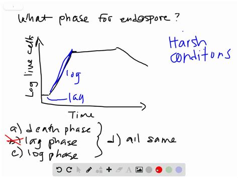 Solved In Which Phase Would You Expect To Observe The Most Endospores