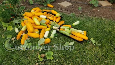 Yok Kao Cucumber Cucumber Shop