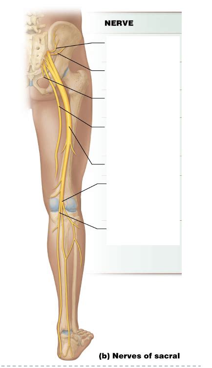 Anatomy Lab Exam 3 Sacral Plexus Diagram Quizlet
