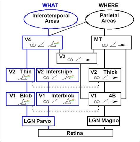 Anatomical Connections And Receptive Field Properties Of Early Visual