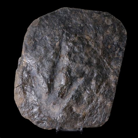 5 7 Grallator Variabilis Dinosaurs Tracks Foot Prints Etsy