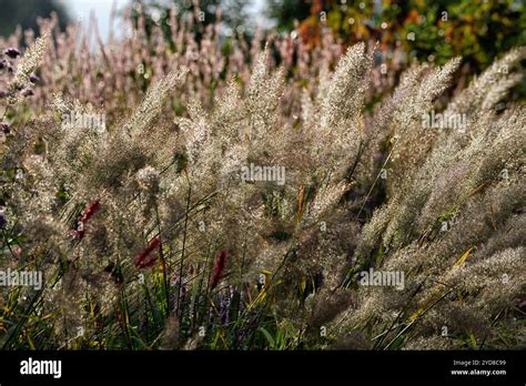 Calamagrostis Brachytrichasilver Inflorescencekorean Feather Reed Grassgrassesgrass
