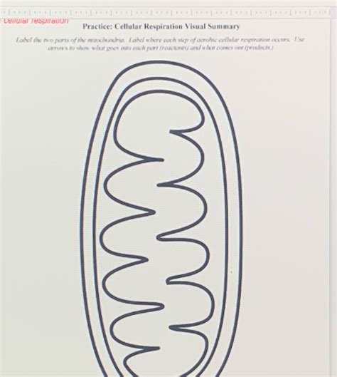 Label The Two Parts Of The Mitochondria Label Where Each Step Of Course Hero