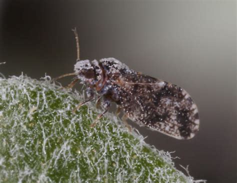 Vail Psyllid Bugguidenet