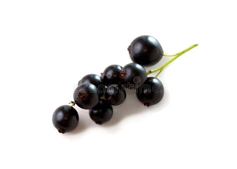 Groselhas Pretas Foto De Stock Imagem De Refrescamento 5950722