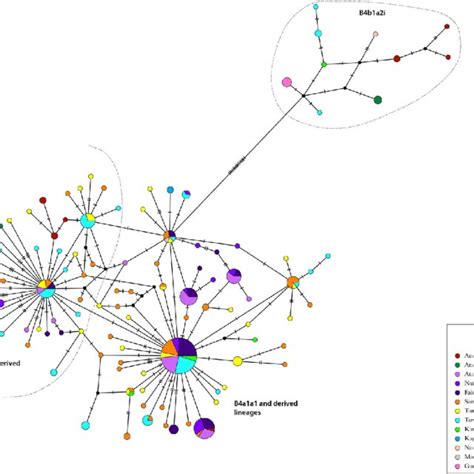 Median Joining Network Of Complete Mitochondrial Genetic Data Of Q1f1