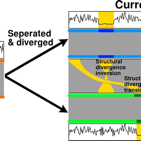 Structural Variations Within Sister Species The Once Highly Syntenic Download Scientific