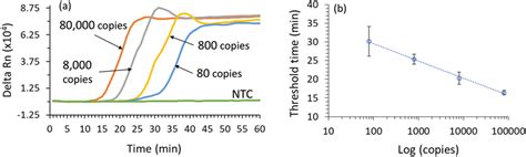 Real Time Lamp Amplification Using Purified E Coli Dh5 Alpha Dna A