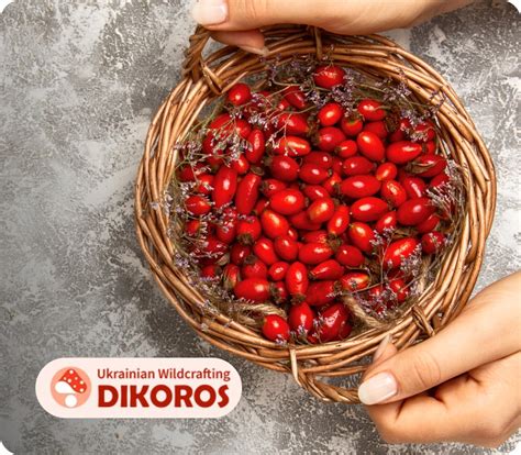 Купити сушені лікарські рослини ягоди та трави в магазині Дикоросua