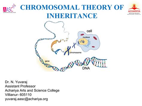 Chromosomal Theory Of Inheritance Ppt Genetics Science