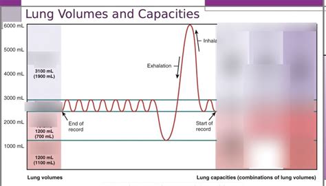 Lung Volume And Capacities Diagram Quizlet