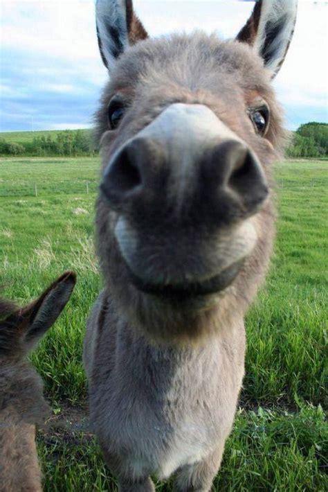 This Cute Donkey 🤎 Rcuteanimals