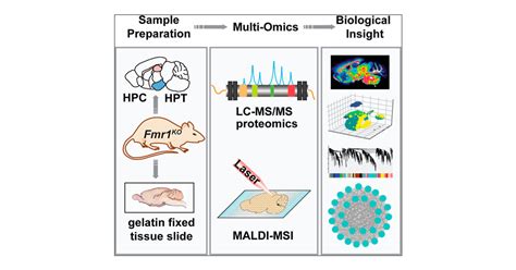 On Tissue Spatial Proteomics Integrating Maldi Ms Imaging With Shotgun Proteomics Reveals Soy