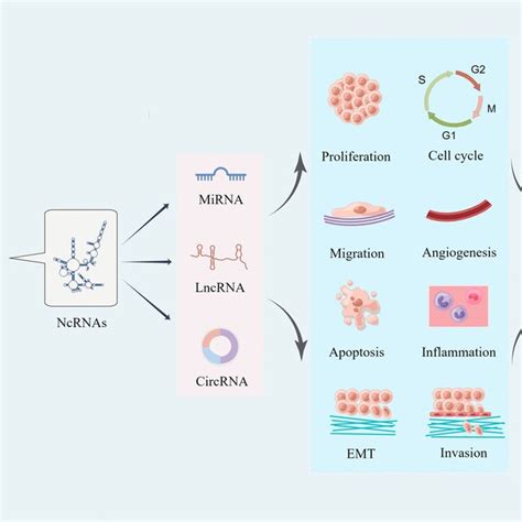 Biogenesis And Function Of Main Ncrnas Including Mirnas Lncrnas And Download Scientific