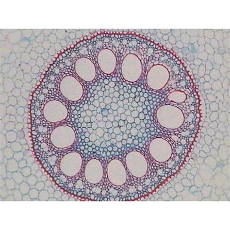 Hp00052695 Philip Harris Basic Plant Slide Set Set Of 5 Slides Findel