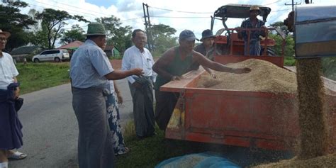 နိုင်ငံ့စီးပွားမြှင့်တင်ရေးရန်ပုံငွေဖြင့် စိုက်ပျိုးသည့်မိုးစပါးများ စတင်ရိတ်သိမ်း Information