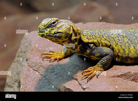 Uromastyx Arco Iris