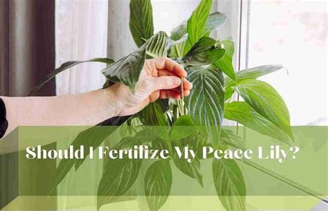 Should I Fertilize My Peace Lily Perfect Peace Lily