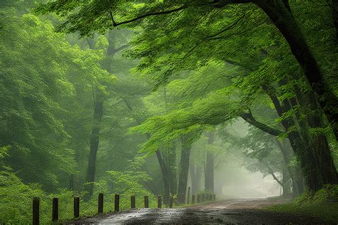 The Trees Are Green Background Gyeonggi Do Season National Arboretum Background Image And