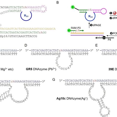 A The Secondary Structure Of A Library And Primer Sequences For Download Scientific Diagram