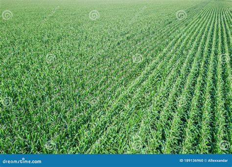 Зеленое кукурузное поле кукурузного поля Стоковое Фото изображение насчитывающей мозоль трава