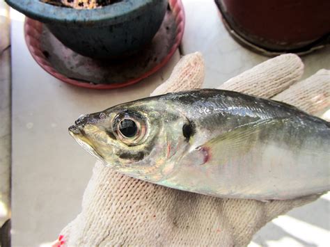 德先生魚筆記 日本竹筴魚