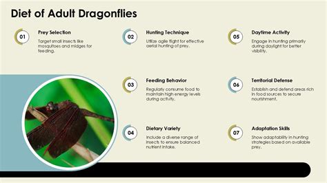 Diet Of Adult Dragonfly Metamorphosis Ppt Graphics Acp Ppt Presentation