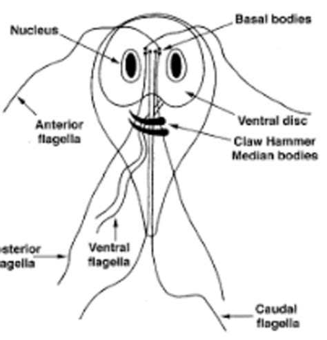 Intestinal Flagellates And Ciliates Flashcards Quizlet