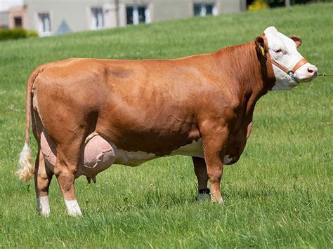 Buzağı Maması, Veteriner İlaçları, Yem Katkı, Boğa Spermaları