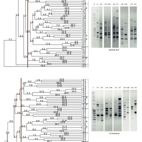Susceptibility Of Clinical Isolates Of Pseudomonas Spp On Different