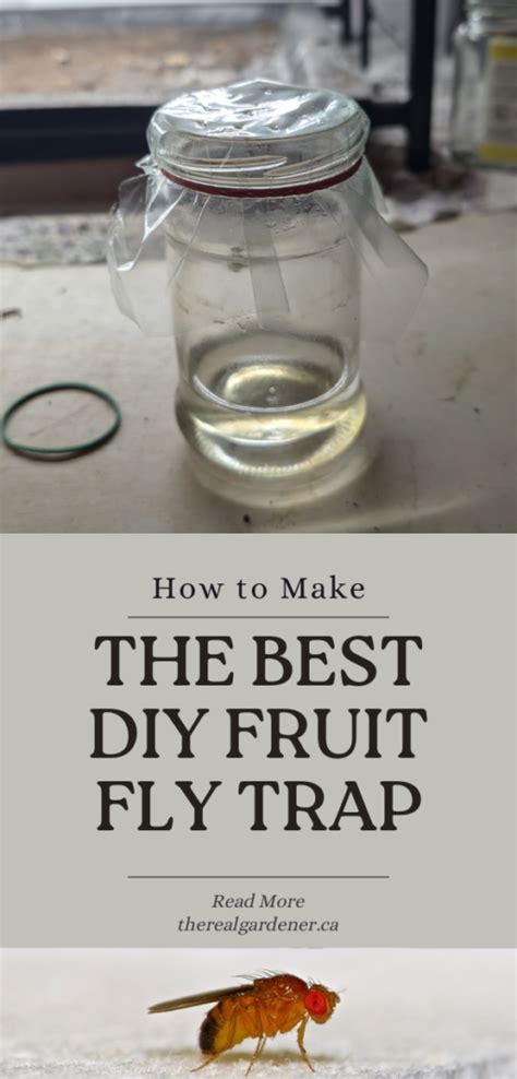 How To Make The Best Diy Fruit Fly Trap For Your Home The Real Gardener