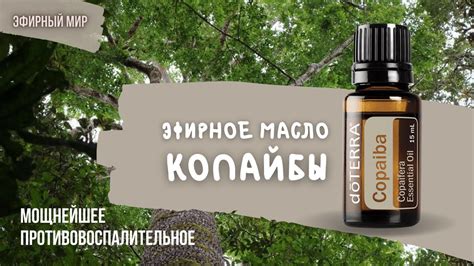 🪵Эфирное масло копайба Мощнейшее противовоспалительное средство Youtube